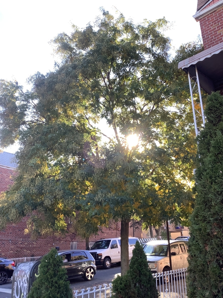Look for an Evergreen Day! | Nelson + Pope